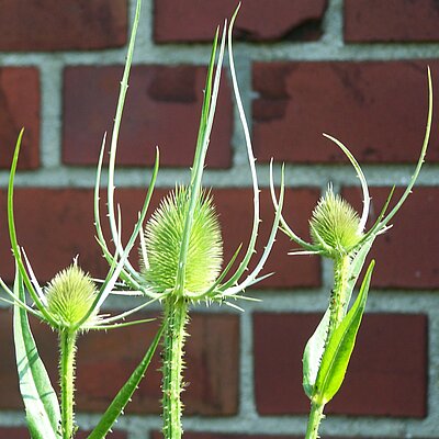 Mutter Erde Saaten: Friedmunt Sonnemann